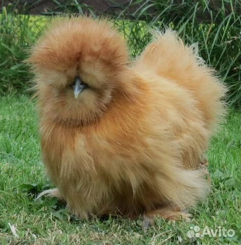 Шелковая Китайская курица