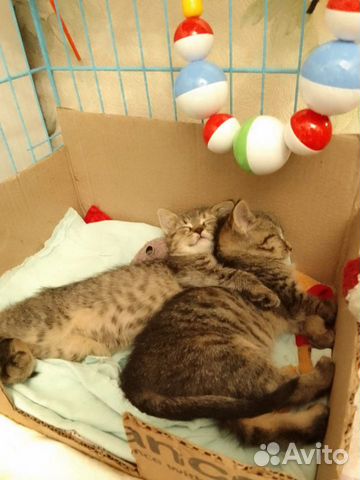 Котятки неразлучники ищут мамочку