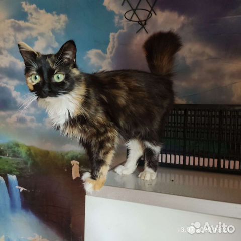 Котенок