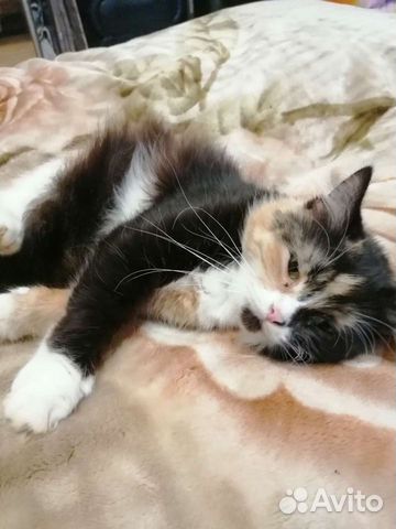 Кошка