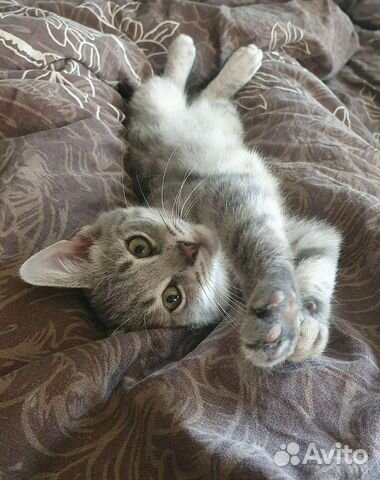 Котенок дымчатый серый мальчик