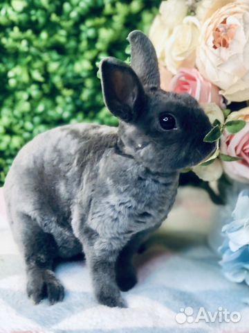 Кролик рекс голубой декоративный