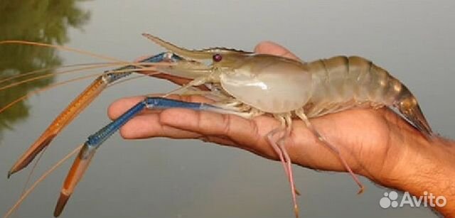 Постличинка Макробрахиум Розенберга