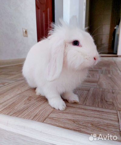 Домашние животные кролики