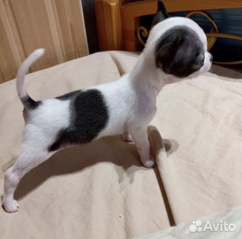 Щенки чихуахуа mini и micro РКФ
