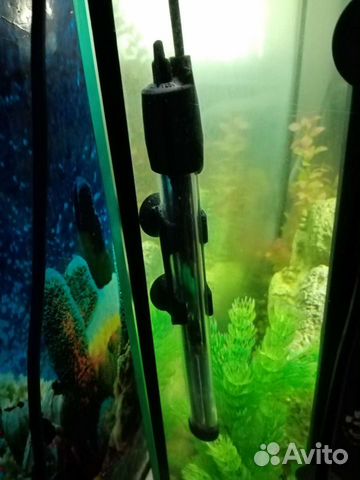 Аквариумные рыбки цихлиды и барбусы шуберта и сом