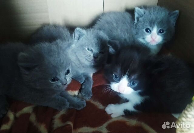 Британская кошка