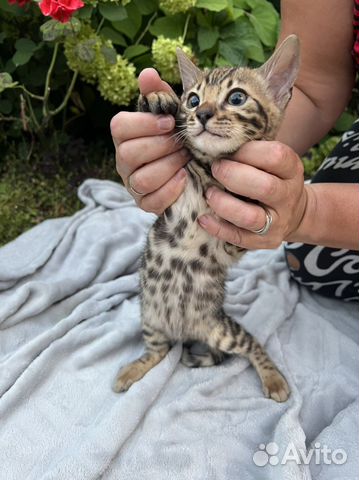 Бенгальские котята с документами