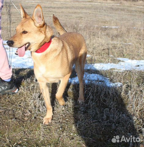 Собака давно ждёт своего человека