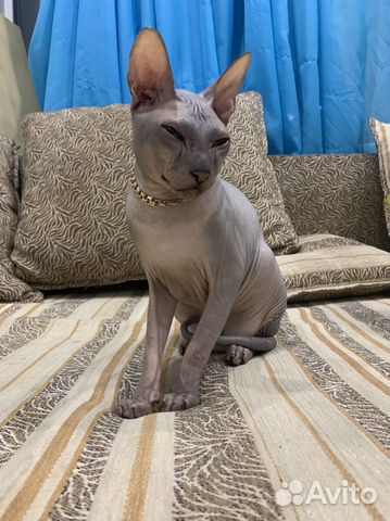 Донской сфинкс вязка