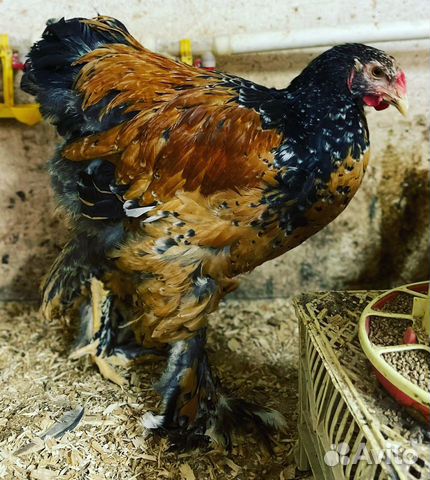 Петух Брама порцелян и лимонно кукушечный