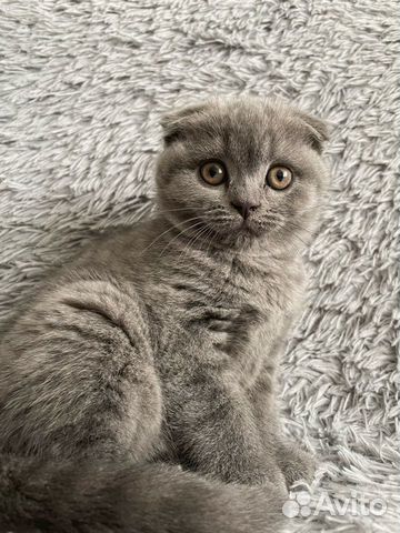 Шотландский вислоухий котенок