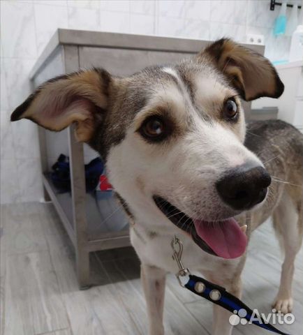 Великолепный Стич в добрые руки