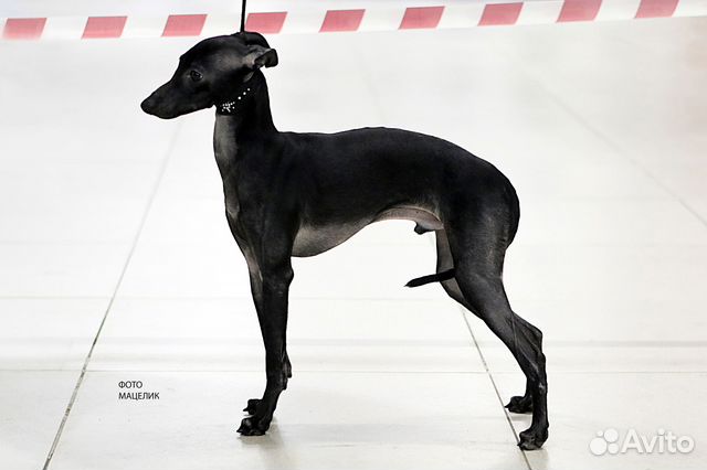 Левретка кобель