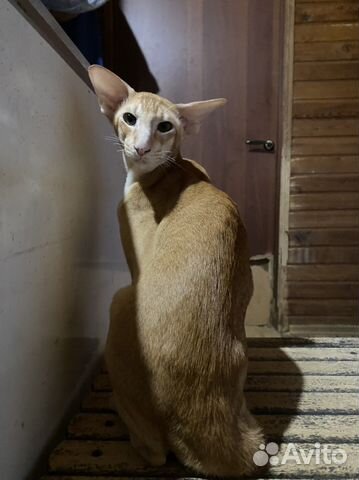 Уникальный Ориентальный котик