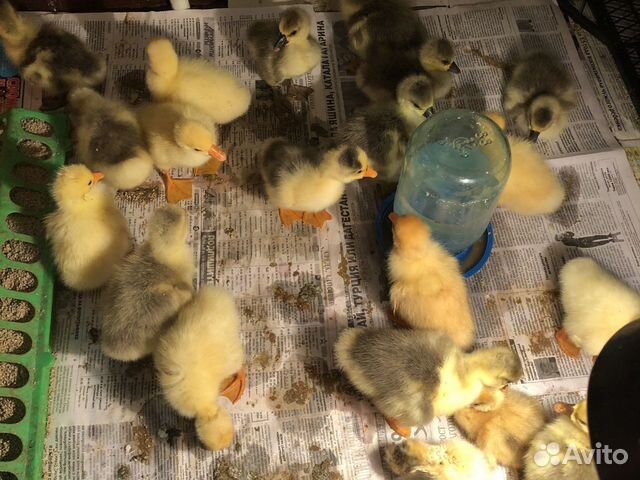 Гусята суточные