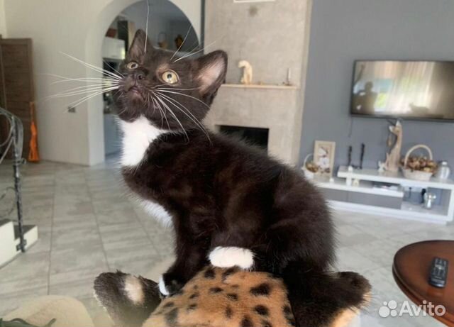 Котята в добрые руки москва