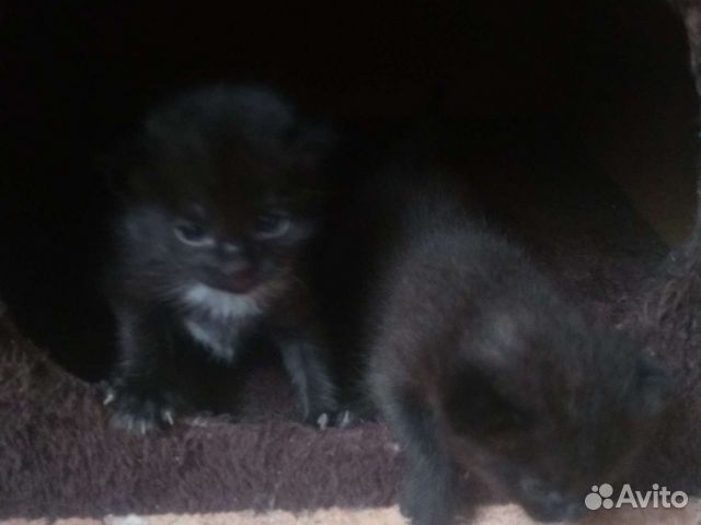 Кошка в дар