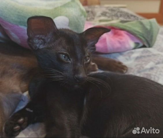 Ориентальный котик