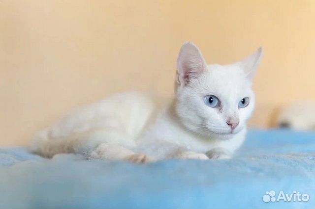 Голубоглазая кошка подросток в добрые руки