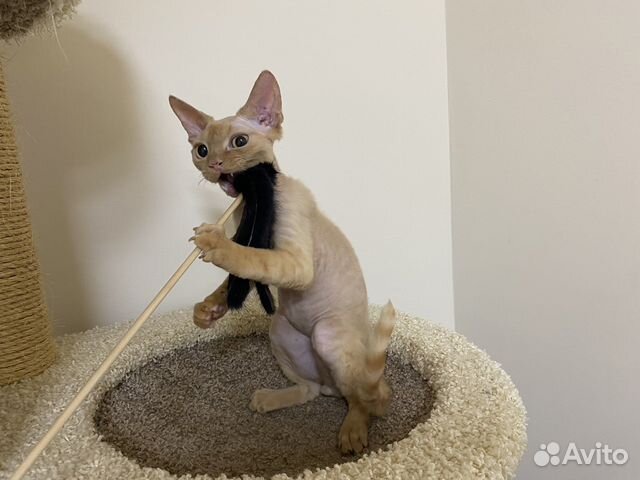 Девон рекс - самый рыжик Кот