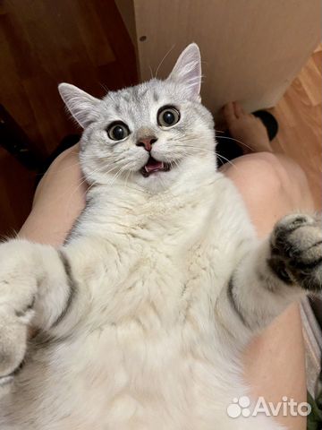 Британский кот на вязку