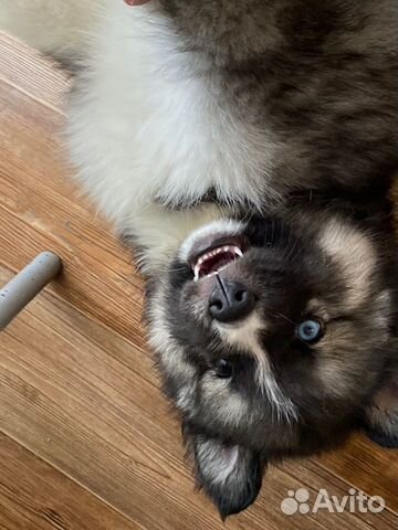 Щенок в добрые руки