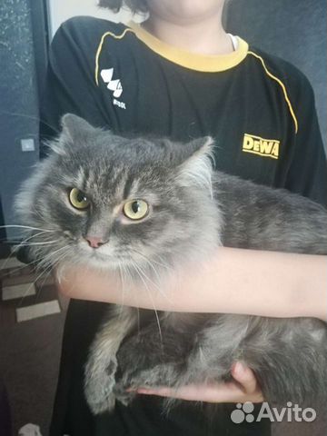 Кот бесплатно