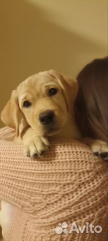 Лабрадор щенок. щенки