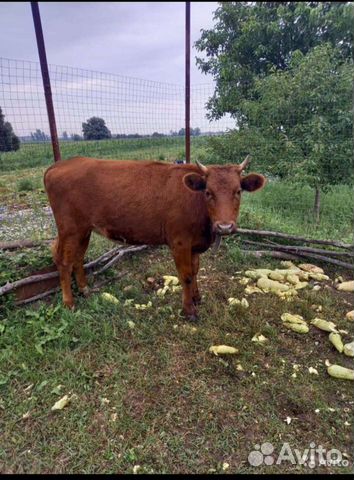 Телка 1 5 года