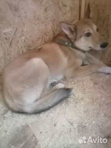 Перчик щенок 6 мес