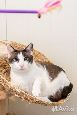 Голубоглазая крупная красавица сноу-шу Киви в дар