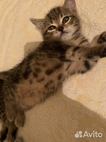 Британские котята прямоухие