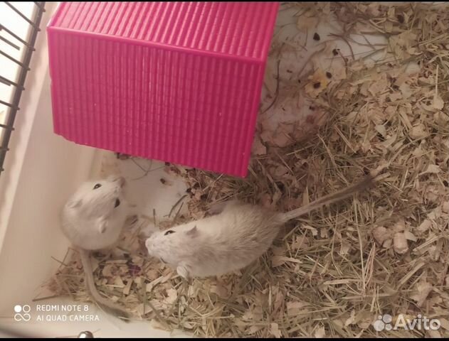 Мышь песчанка