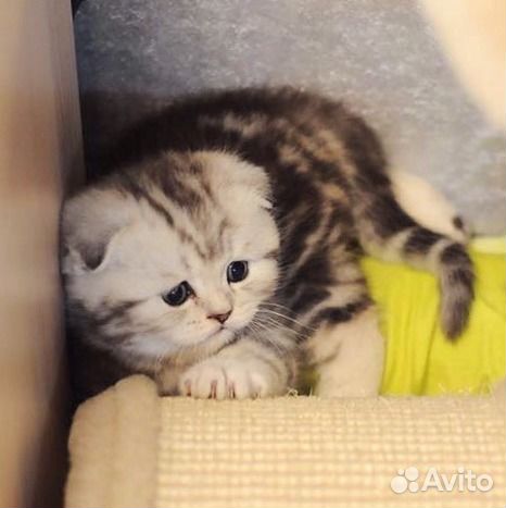 Шотландские вислоухие котята и скоттиш-страйты