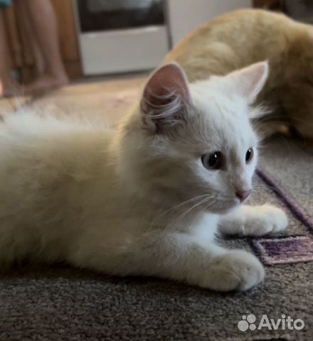 Котята от невской маскарадной