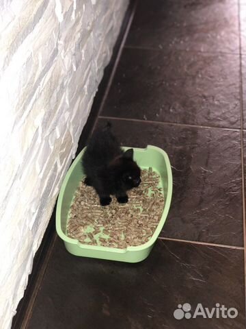 Кошечка 1 мес