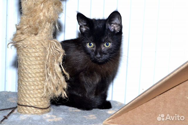 Супер ласковый котенок в добрые руки