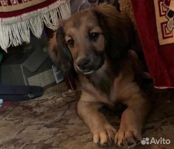 Кокер спаниель нечистокровный