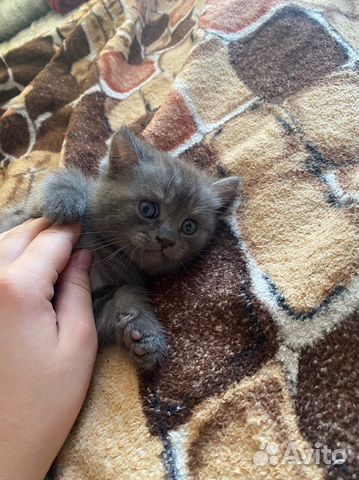 Шотландский прямоухий котик