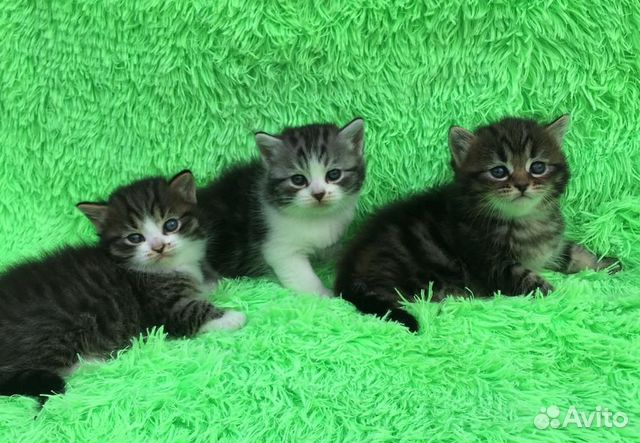 Продам британских котят
