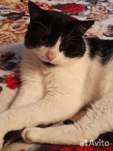 Кошка в дар