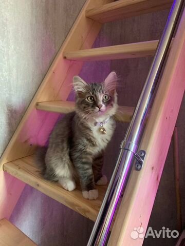 Котенок Сибирский