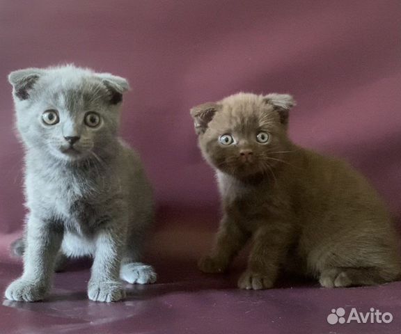 Вислоухие шотландские котята разных окрасов