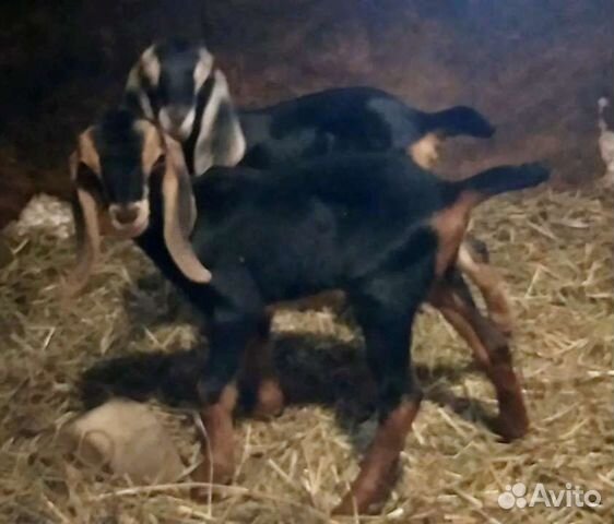 Козлики А/Н /Пакистан 75/25