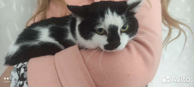 Черно белая кошка
