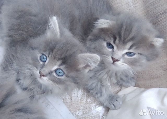 Котята