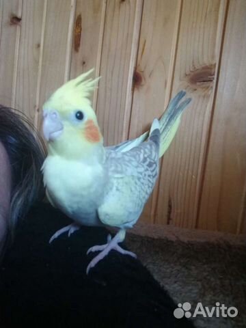 Попугай корелла птенец