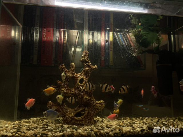 Аквариум с рыбами