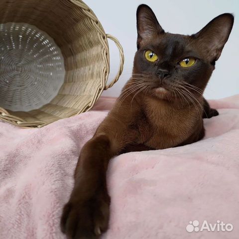 Бурманская кошка